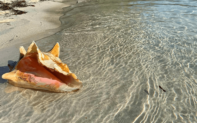 Boca Grande Key Beach Trip - Forever Young Charter Company