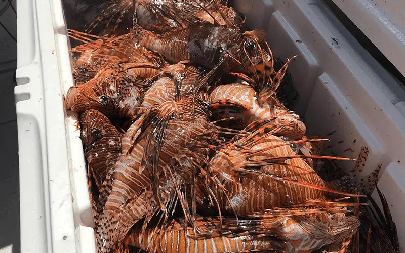 Lionfish Hunting Charters - Forever Young Charter Company